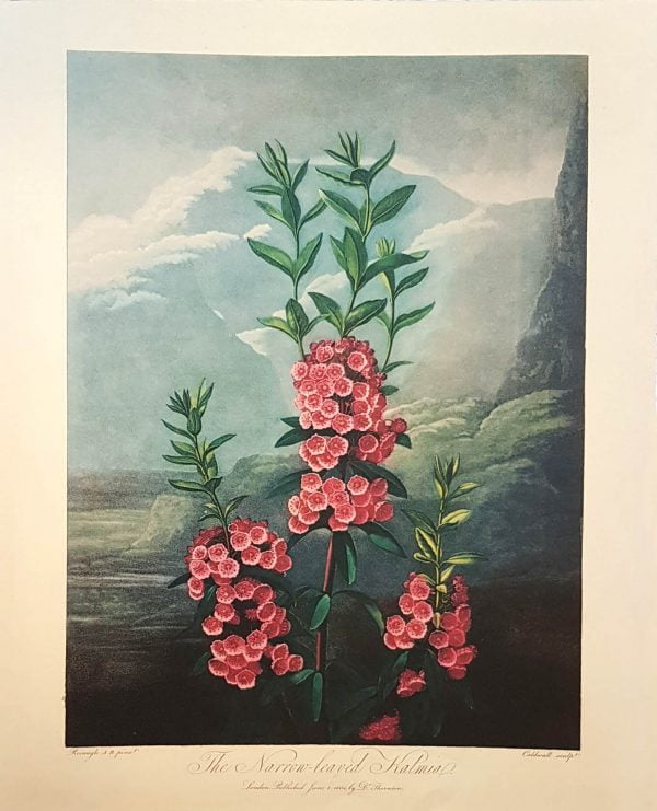 The Temple Of Flora: 27: The Narrow-Leaved Kalmia - Hornseys Gallery ...