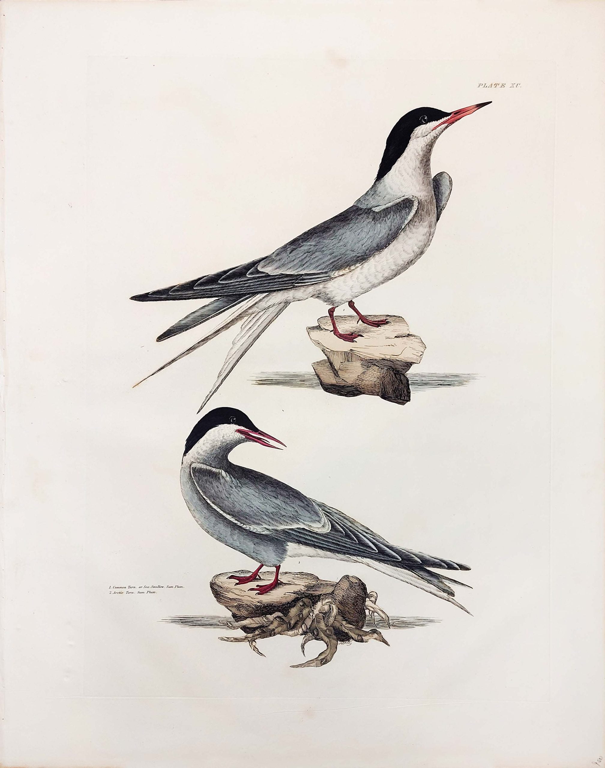 Common Tern And Arctic Tern - Hornseys Gallery - Ripon, North Yorkshire