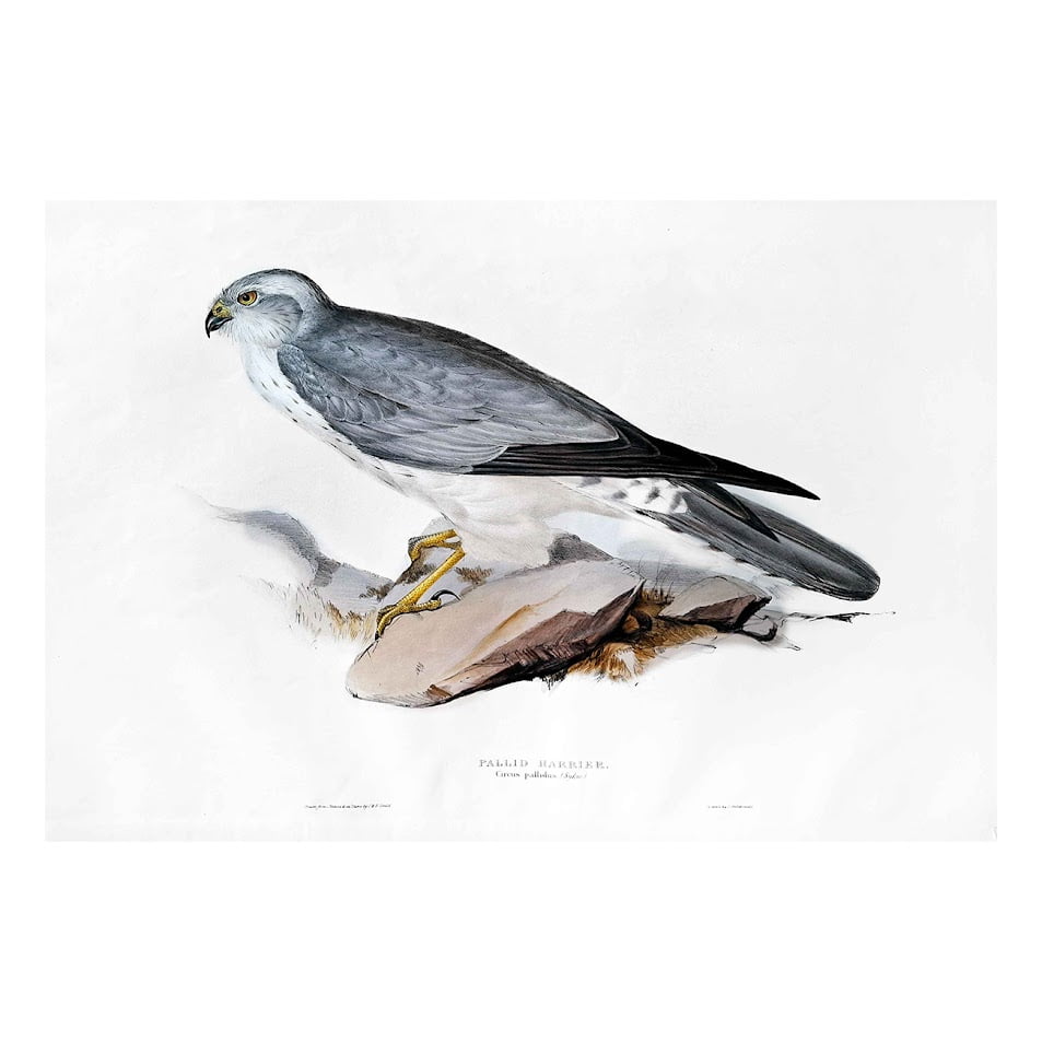 PALLID HARRIER – CIRCUS PALLIDUS - Hornseys Gallery - Ripon, North ...