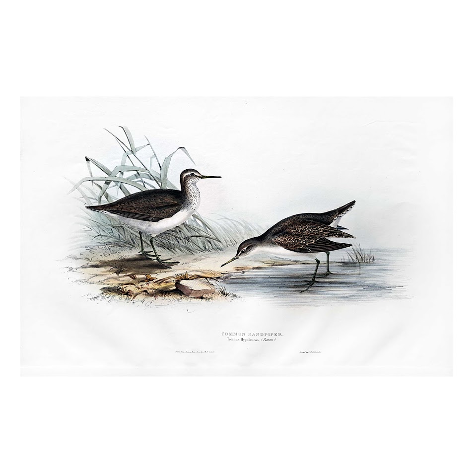 COMMON SANDPIPER – TOTANUS HYPOLEUCOS – ORIGINAL HAND-COLOURED ...