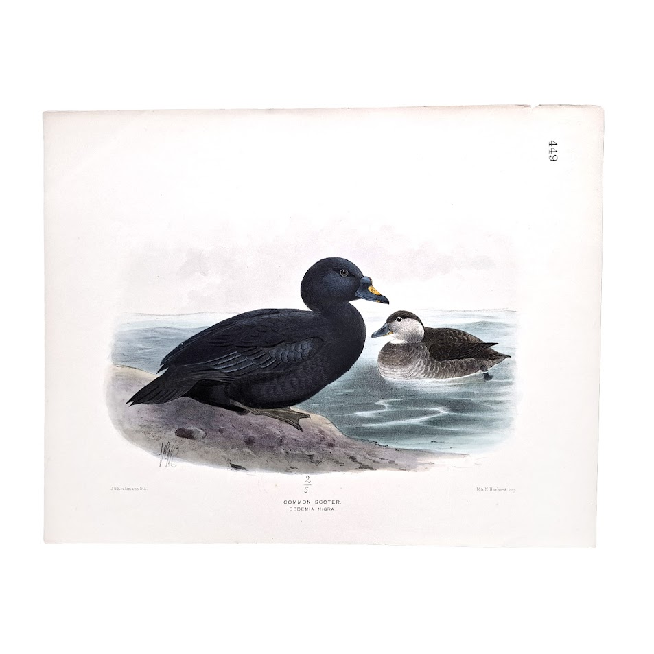 Common Scoter - Oedemia Nigra - Original Hand-Coloured Lithograph ...