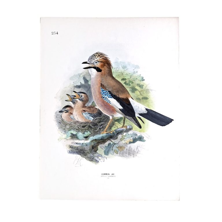 Garrulus Glandarius - Common Jay - Original Hand-Coloured Lithograph ...