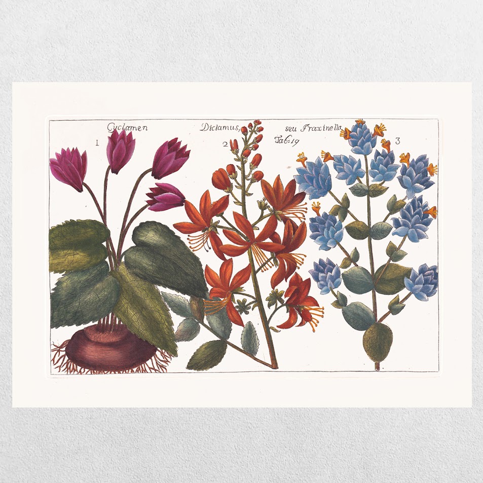 Filippo Arena Botanical Plate 16 - A3 Print - Hornseys Gallery - Ripon ...